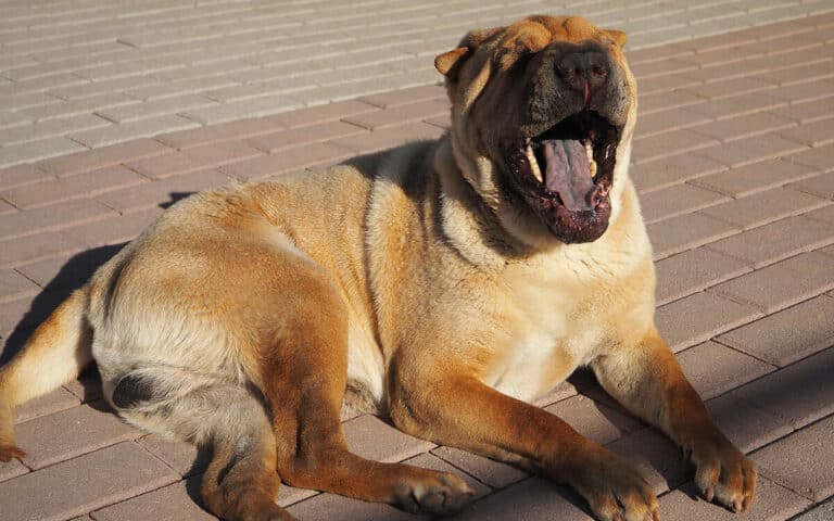 18 Treue Hunderassen - Besonders anhänglich und lieb - Hundekumpel