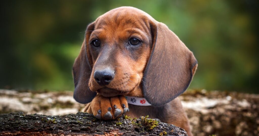 Dackel Arten: Alle Arten und Dackel Mischlinge mit Bildern - Hundekumpel