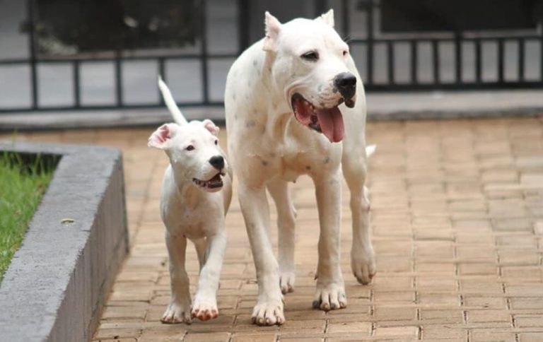 Alle Kampfhunde und Listenhunde in der Übersicht - Hundekumpel