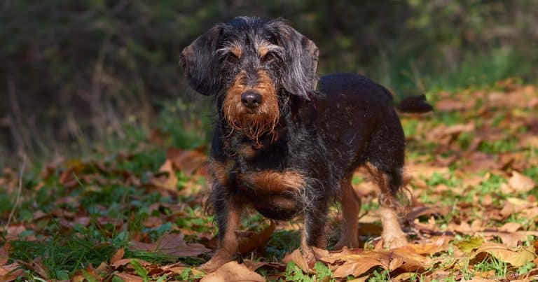 Dackel Arten: Alle Arten und Dackel Mischlinge mit Bildern - Hundekumpel