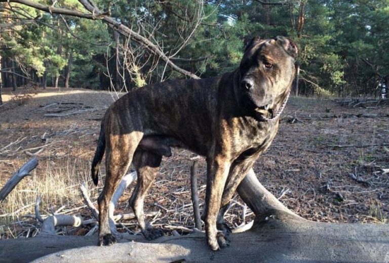 Alle Kampfhunde und Listenhunde in der Übersicht - Hundekumpel