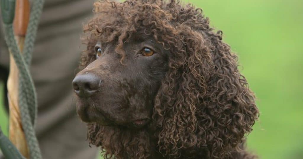 Hunde mit Locken: Die schönsten lockigen Hunde mit Bildern - Hundekumpel
