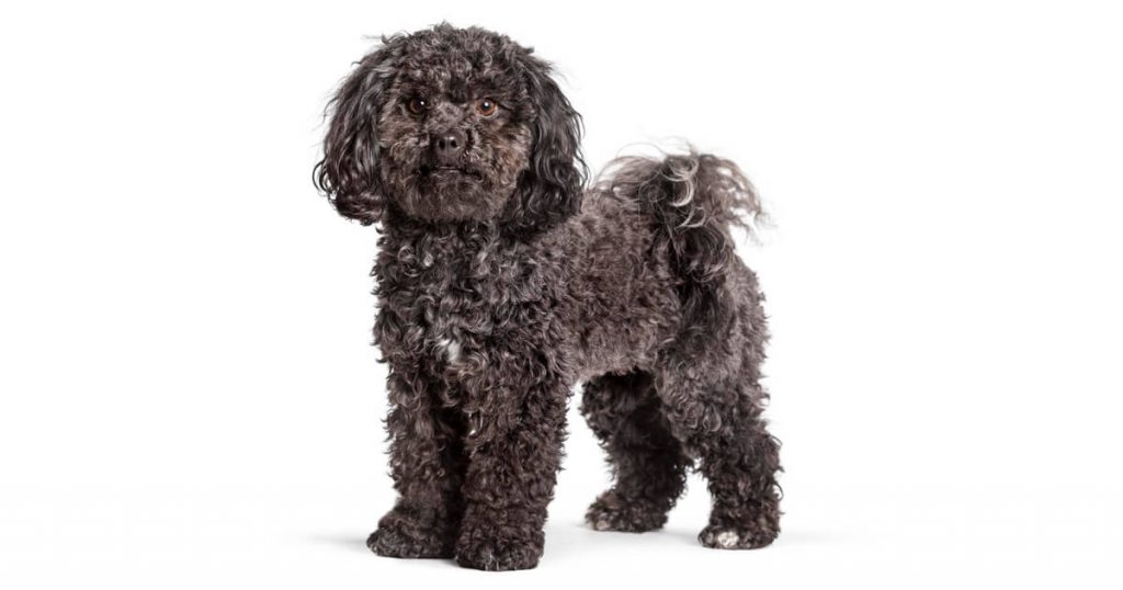 Hunde mit Locken: Die schönsten lockigen Hunde mit Bildern - Hundekumpel