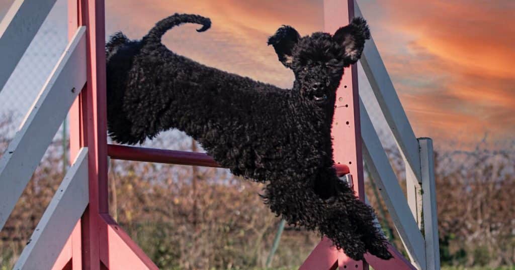 Hunde mit Locken: Die schönsten lockigen Hunde mit Bildern - Hundekumpel