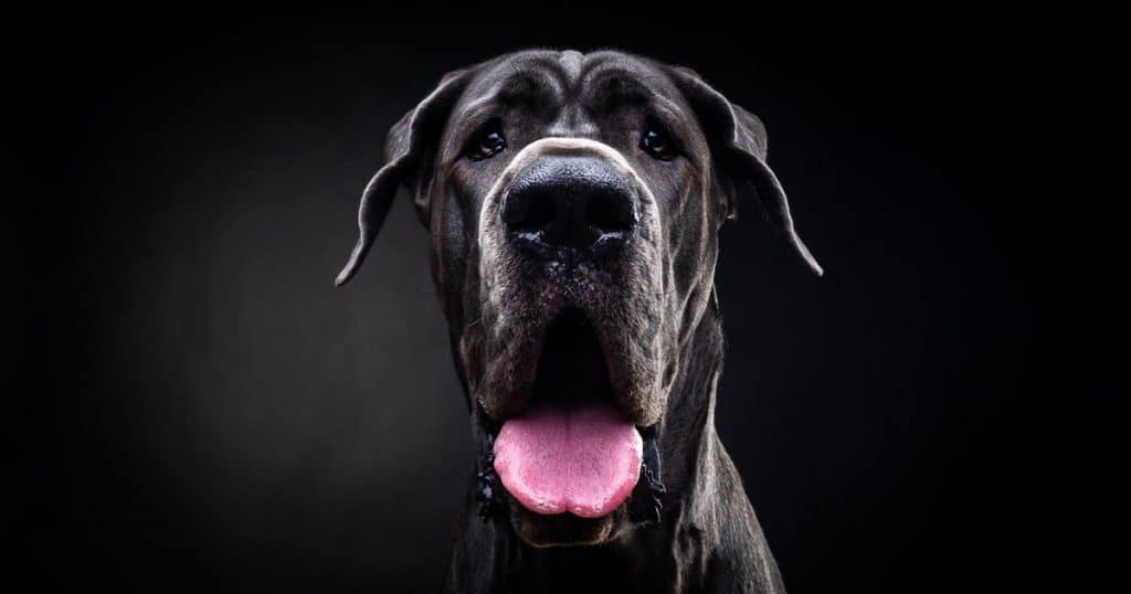 Die schönsten großen Hunderassen mit Bildern - Hundekumpel