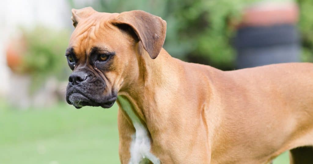 18 Treue Hunderassen - Besonders anhänglich und lieb - Hundekumpel