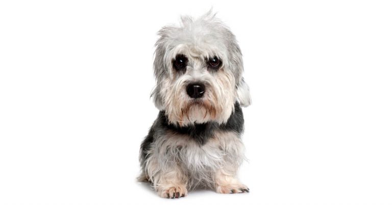 Hunde mit Locken: Die schönsten lockigen Hunde mit Bildern - Hundekumpel