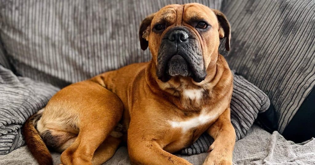 Bulldoggen Arten: Alle Bully-Rassen mit Bildern - Hundekumpel