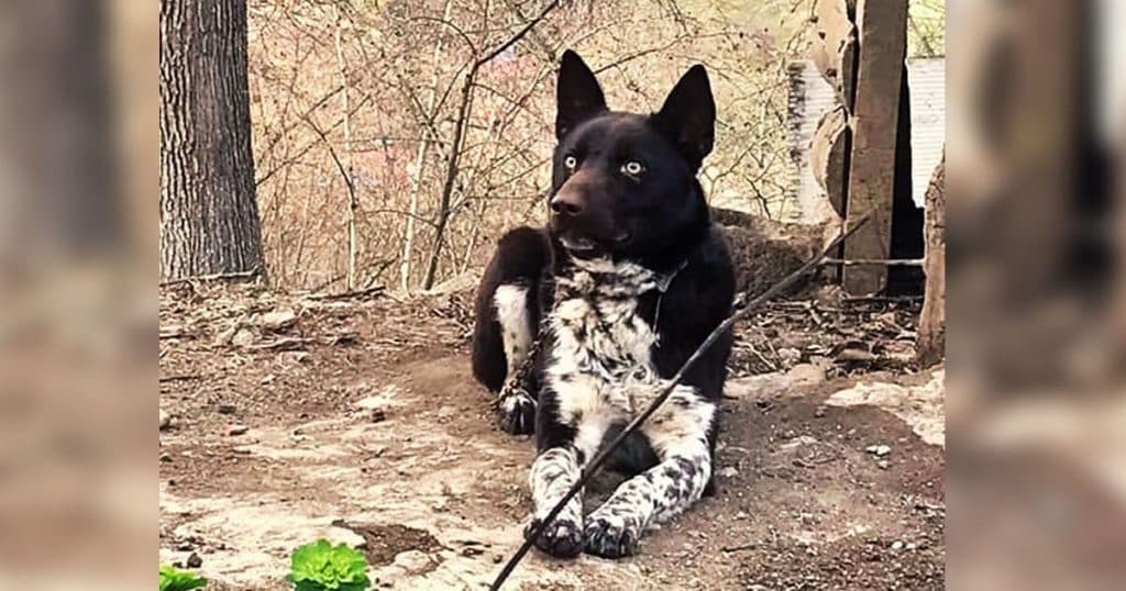 Alle türkischen Hunderassen auf einen Blick mit Bildern - Hundekumpel