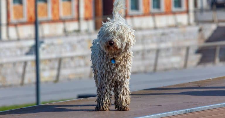 Hunde mit Locken: Die schönsten lockigen Hunde mit Bildern - Hundekumpel
