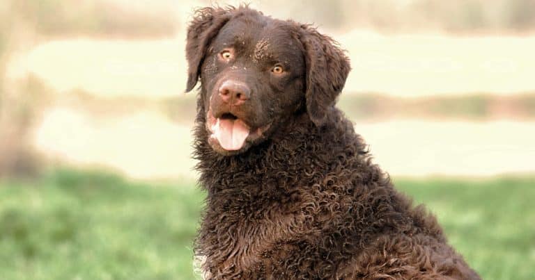 Hunde mit Locken: Die schönsten lockigen Hunde mit Bildern - Hundekumpel