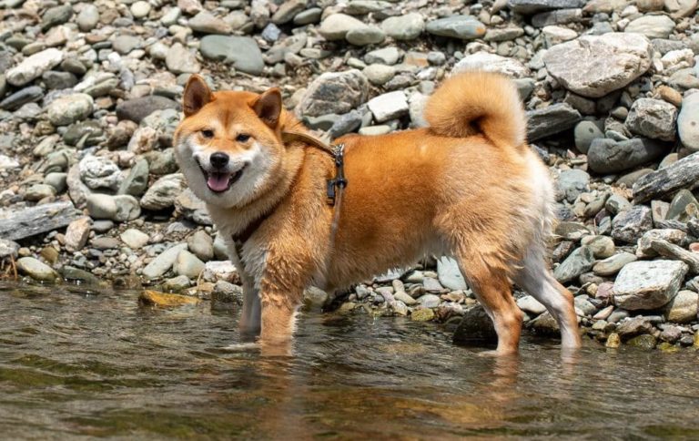 14 Hunde die wie Füchse aussehen - Hundekumpel