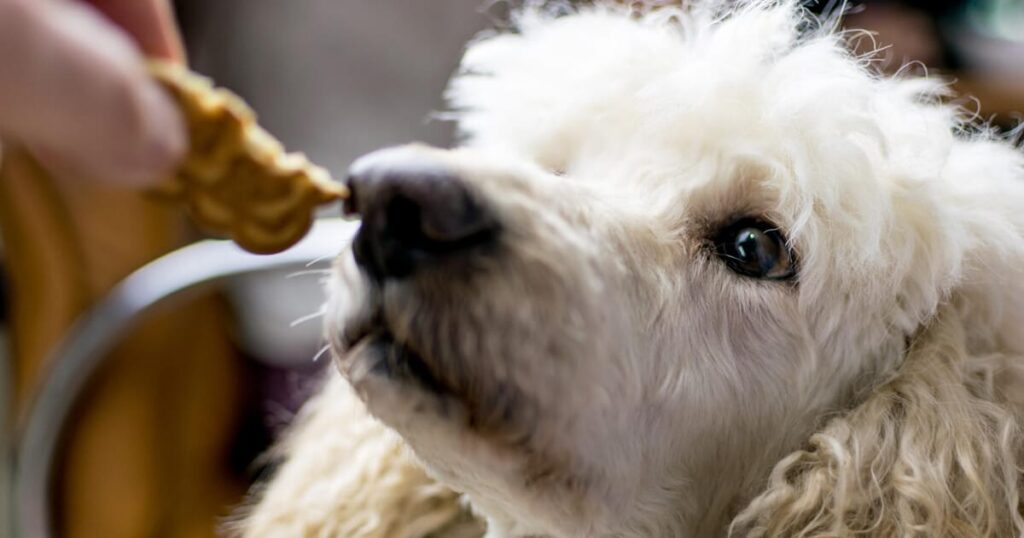 Hunde mit Locken: Die schönsten lockigen Hunde mit Bildern - Hundekumpel